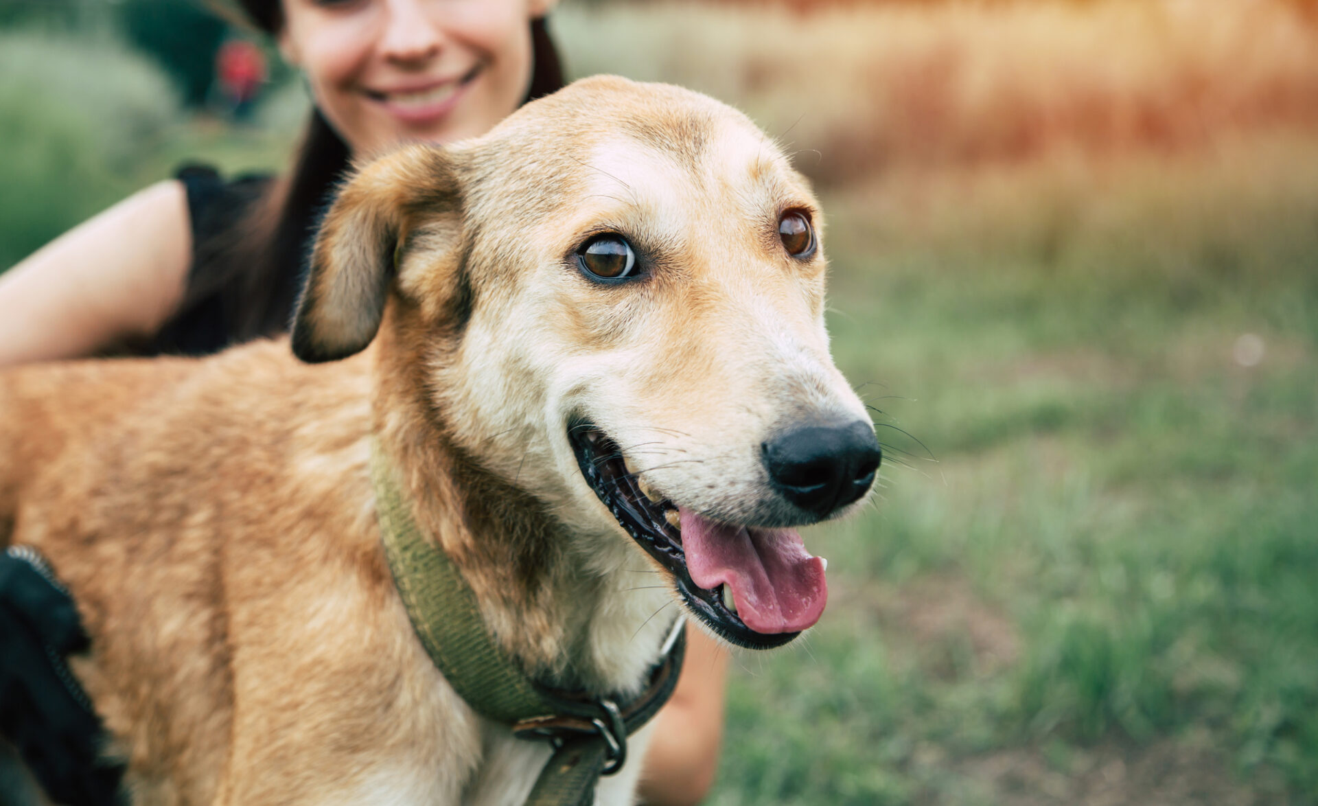 Dechra Becomes Human-Animal Bond Certified Company to Support ...